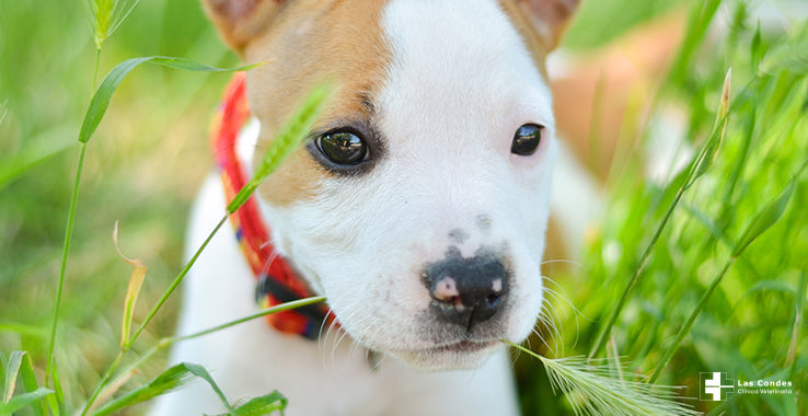 ¿Es normal que algunos perros coman pasto? – Clínica Veterinaria Las Condes