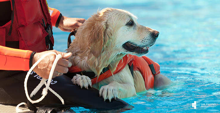 Consejos para que tu perro aprenda a nadar este verano – Clínica ...