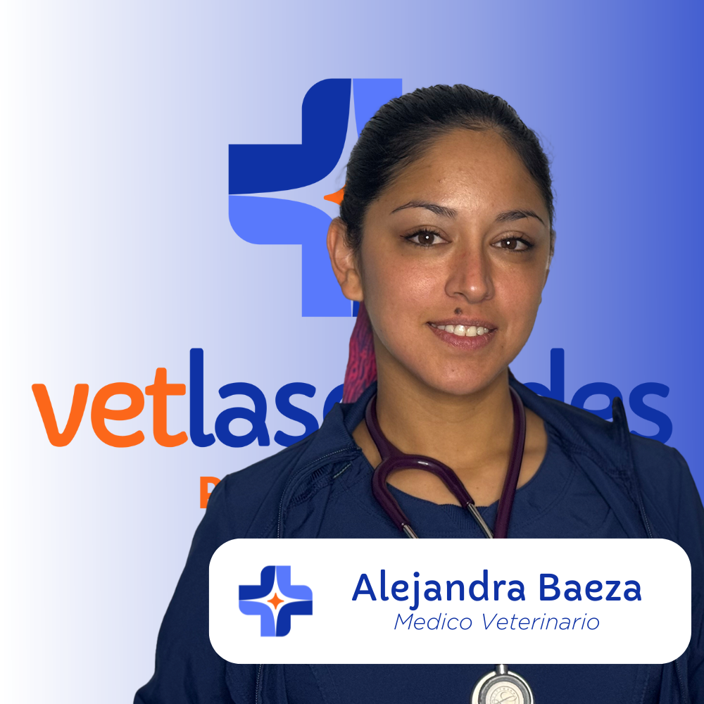 Dra. Alejandra Baeza – Clínica Veterinaria Las Condes