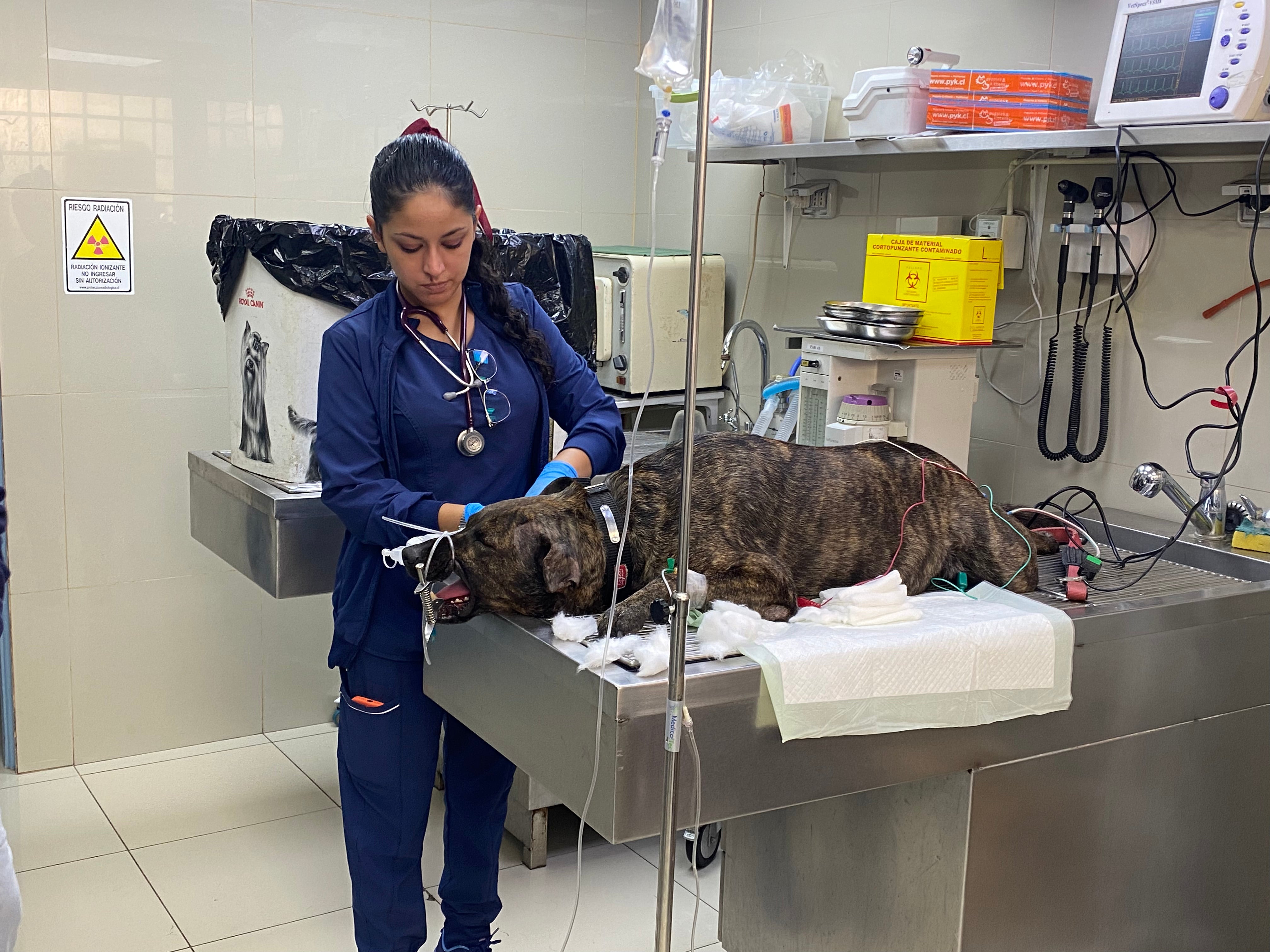 Dra. Alejandra Baeza – Clínica Veterinaria Las Condes