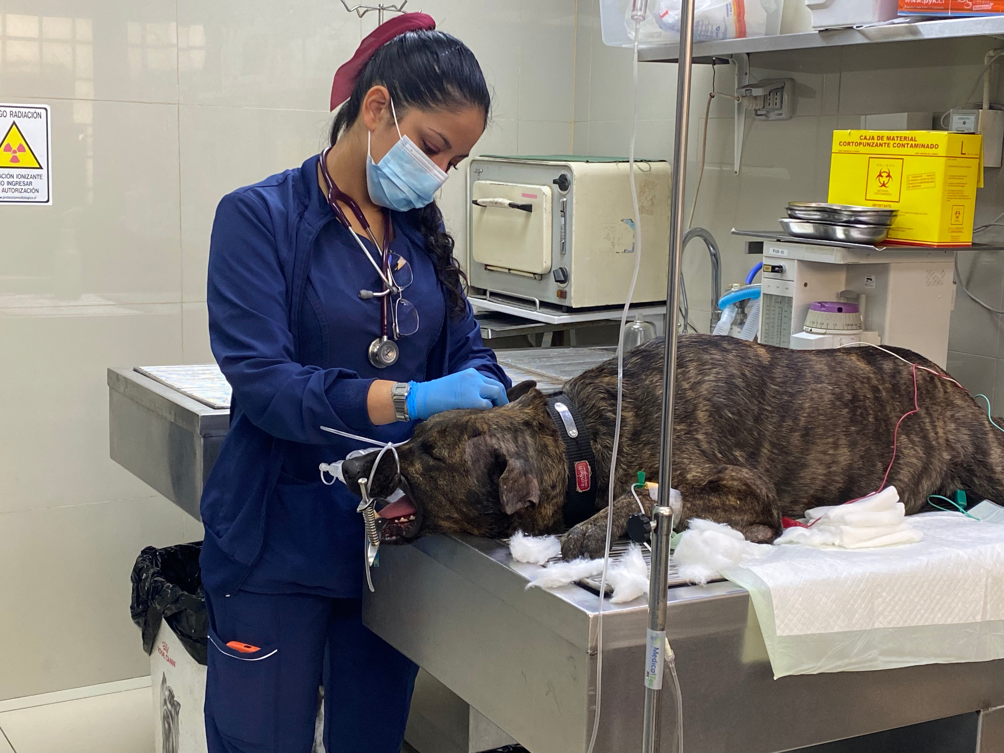 Dra. Alejandra Baeza – Clínica Veterinaria Las Condes