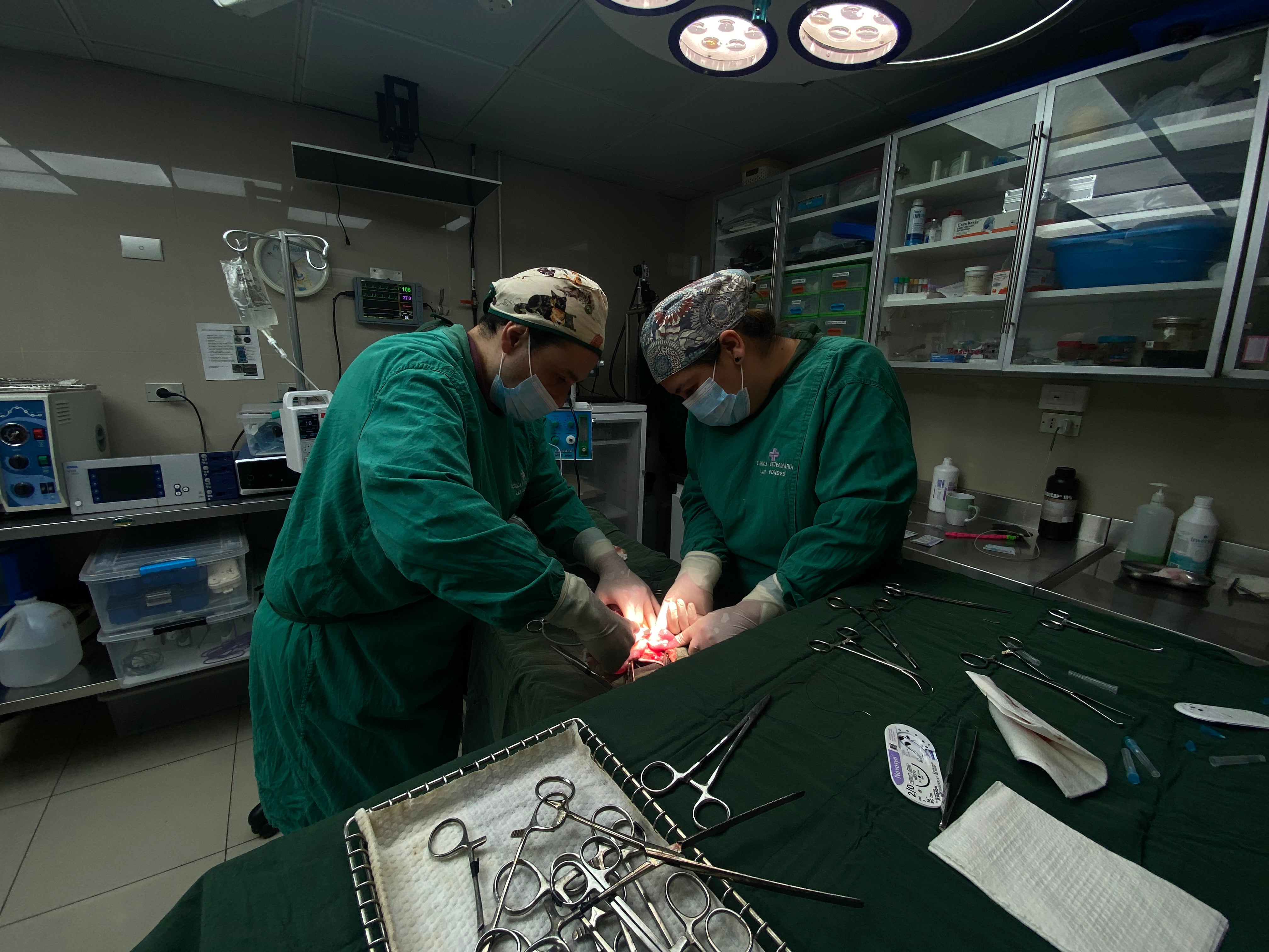 Especialidades médicas – Clínica Veterinaria Las Condes